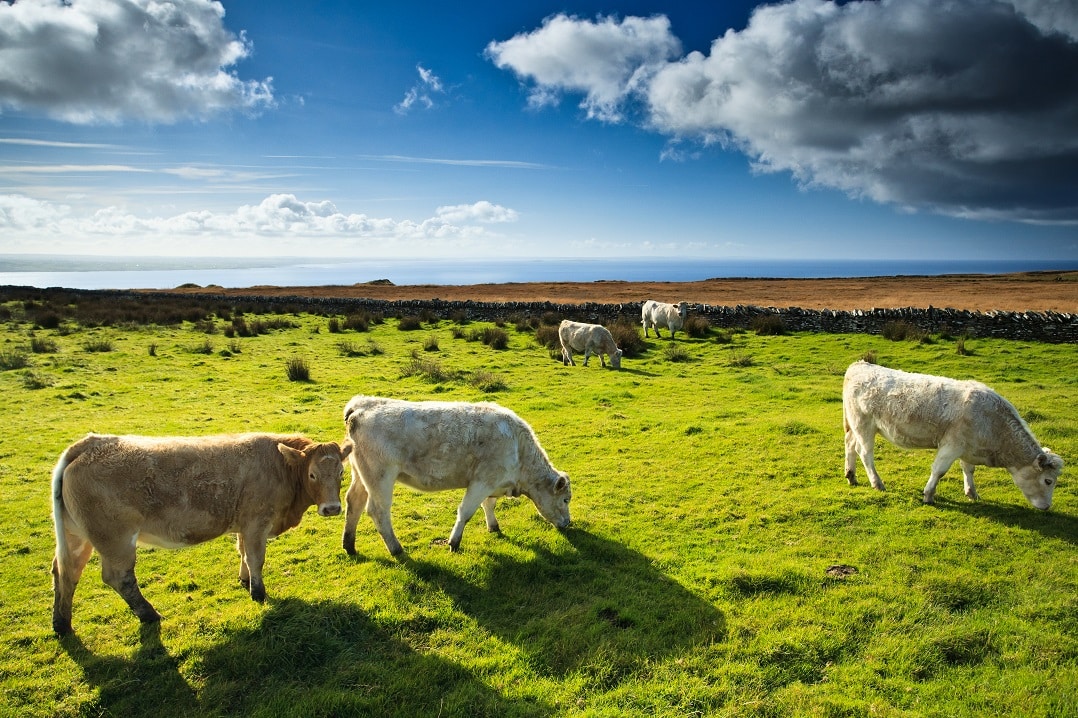 Europe moves forward on carbon farming with Ireland’s national ...